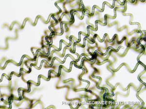 Twice Oral Wellness Immunity Rinse: Best Mouthwash | Twice Twice LLC